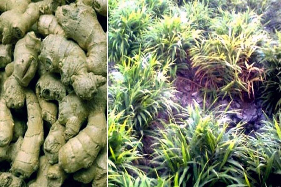 Farmers expect bumper ginger production in Rangpur region | The ...