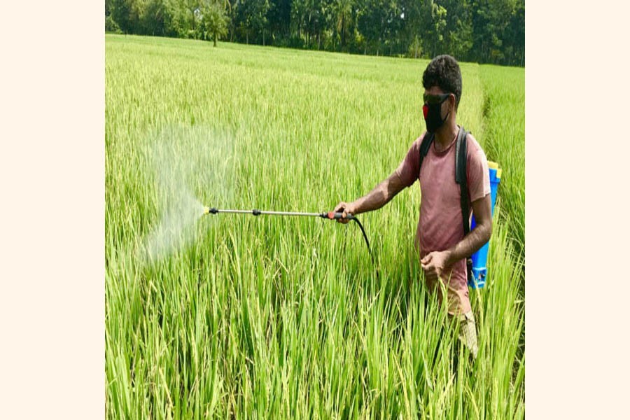 Pest attack damages T-Aman paddy | The Financial Express
