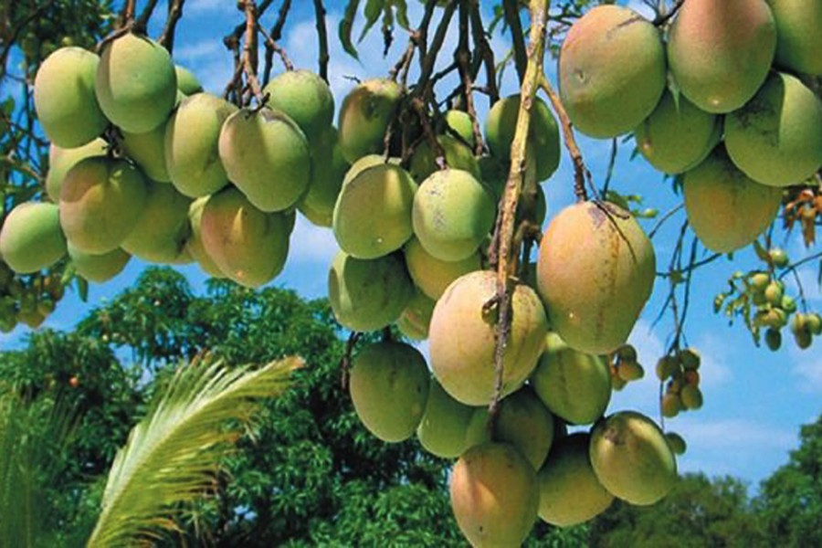 ‘Modern mango farming can boost production in Bangladesh’ | The ...