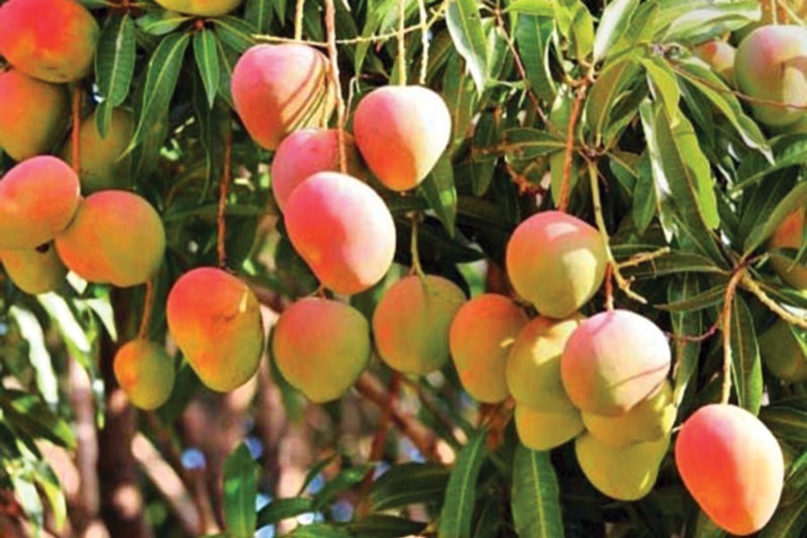 Rajshahi mango production rises by 0.60m tonnes in a decade | The ...