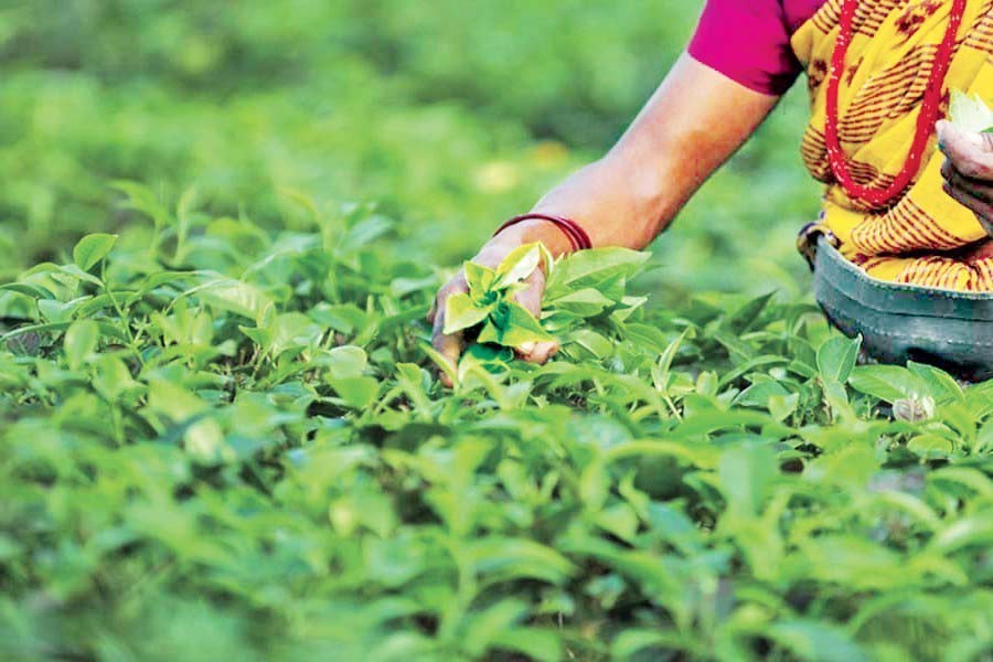 Tea estates in Sylhet come alive as workers return after a wage hike ...