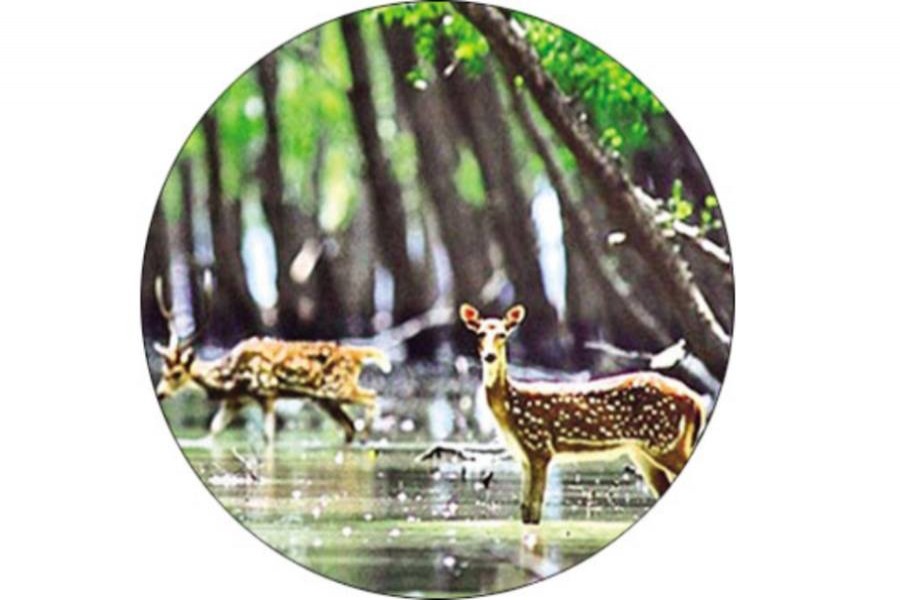 Reviving the Sundarbans' glory | The Financial Express